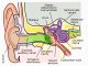 Elastic Cartilage - Definition, Function and Location | Biology Dictionary