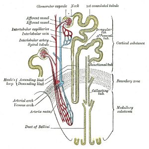 Excretion - Definition and Examples | Biology Dictionary