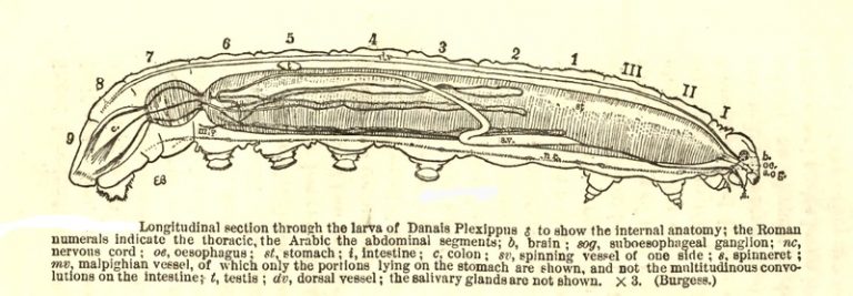 Complete Metamorphosis: Definition and Examples | Biology Dictionary