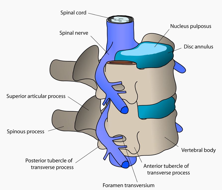 Cervical Vertebrae Definition Function Structure Biology Dictionary Cervical Vertebrae Definition Function Structure Biology Dictionary