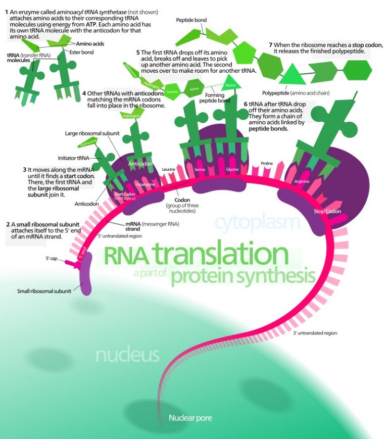 Proteins and Nucleic Acids | Biology Dictionary
