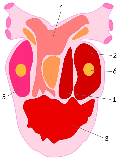 Animal Circulatory System Frog Fish Earthworm Biology Dictionary