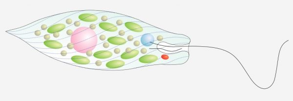 Algae | Botany Basics | Biology Dictionary