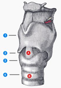 Cricoid Cartilage - Definition and Function | Biology Dictionary
