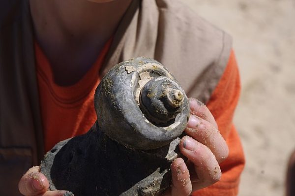 Fossils - Definition, Types and Formation | Biology Dictionary