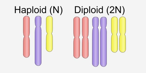 Prophase I - Definition, Stages and Quiz | Biology Dictionary