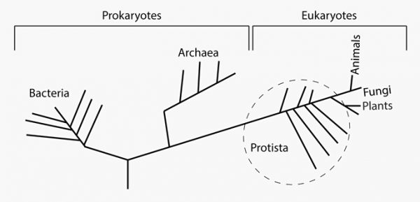 Adaptive Radiation - The Definitive Guide | Biology Dictionary