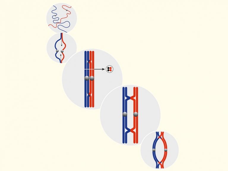 Prophase I - Definition, Stages and Quiz | Biology Dictionary