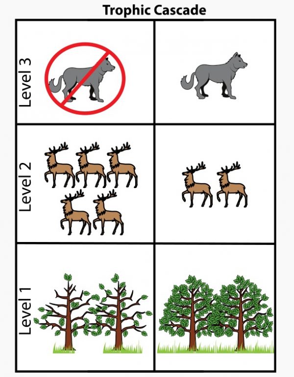 Consumer - Definition and Examples | Biology Dictionary