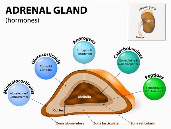 Aldosterone - Definition, Function and Quiz | Biology Dictionary