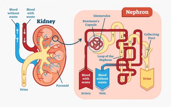 Urinary System - Definition, Function and Organs | Biology Dictionary