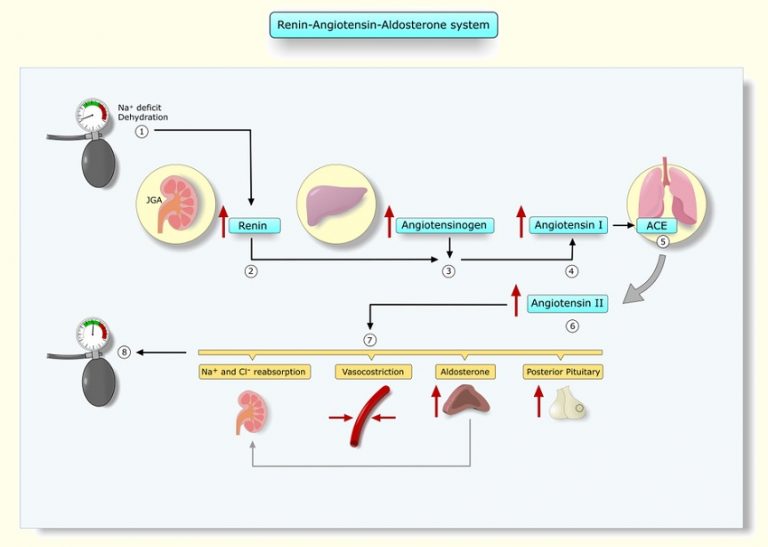 Aldosterone - Definition, Function and Quiz | Biology Dictionary