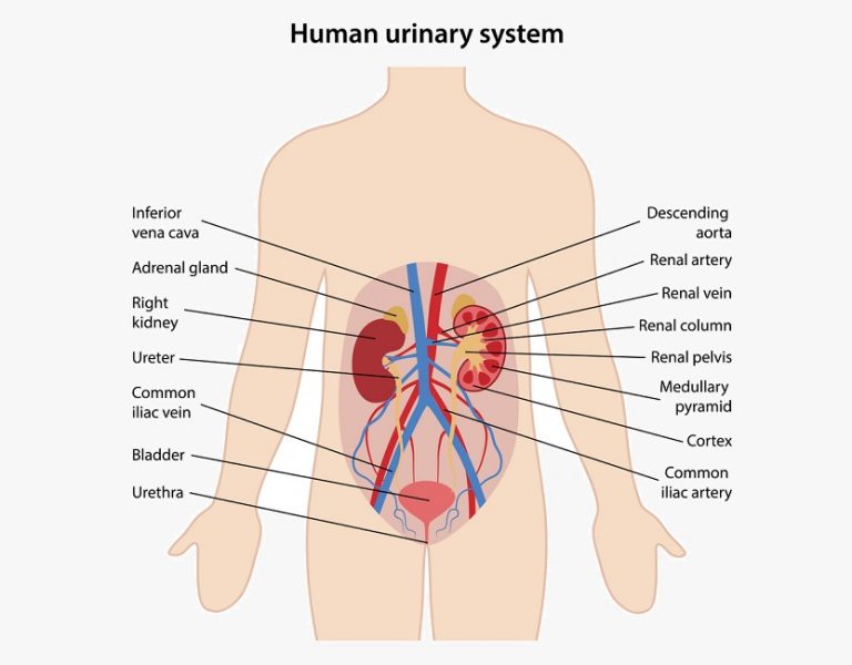 Urinary System - Definition, Function and Organs | Biology Dictionary