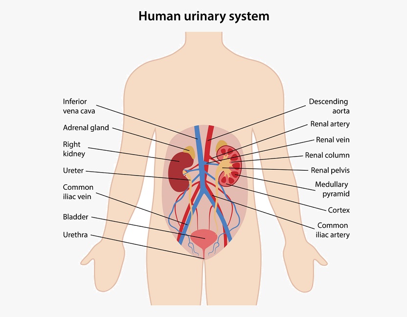 Urinary System Definition Function And Organs Biology Dictionary