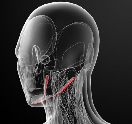 Submandibular Gland - The Definitive Guide | Biology Dictionary