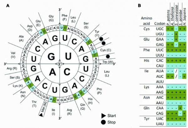 Amino Acids - Benefits, Structure & Function | Biology Dictionary