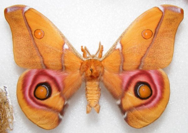 The Moth that uses Stealth-Mode to avoid Bats | Biology Dictionary
