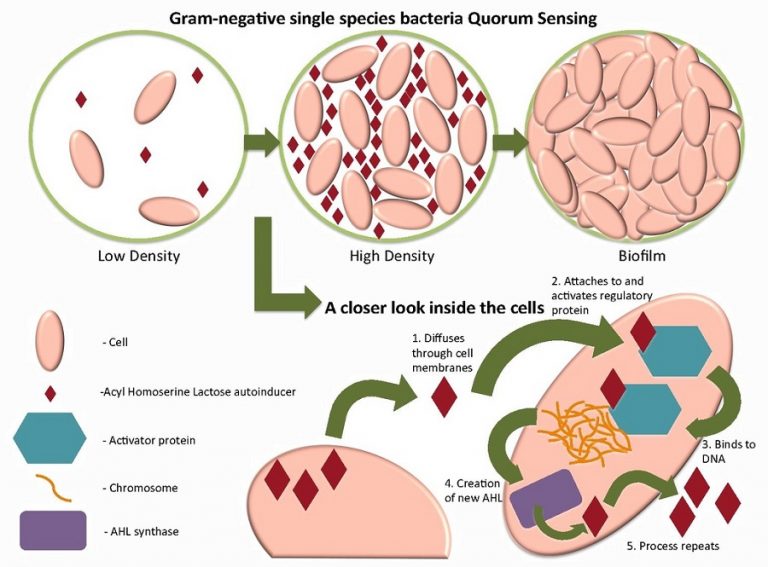 Serratia Marcescens - The Definitive Guide | Biology Dictionary
