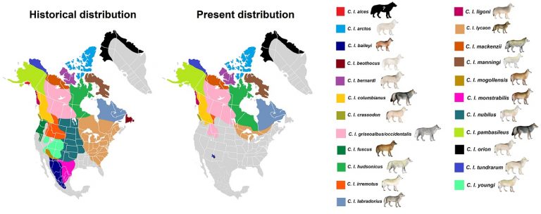 Arctic Wolf - Facts and Beyond | Biology Dictionary