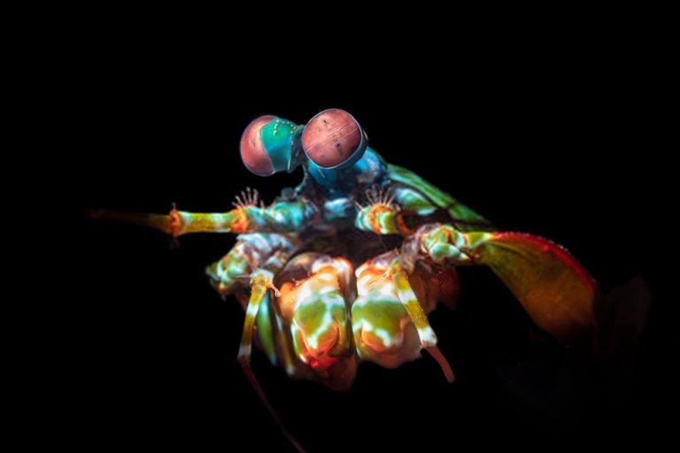 Mantis Shrimp - Facts and Beyond | Biology Dictionary