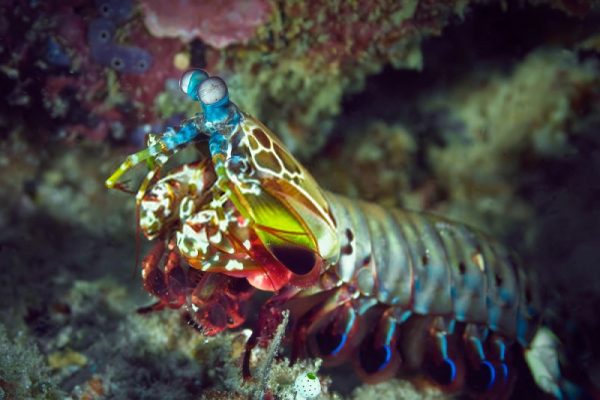 Mantis Shrimp - Facts and Beyond | Biology Dictionary
