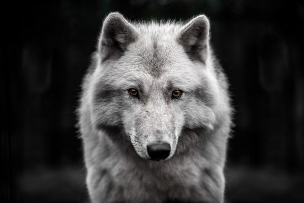 Arctic Wolf - Facts and Beyond | Biology Dictionary