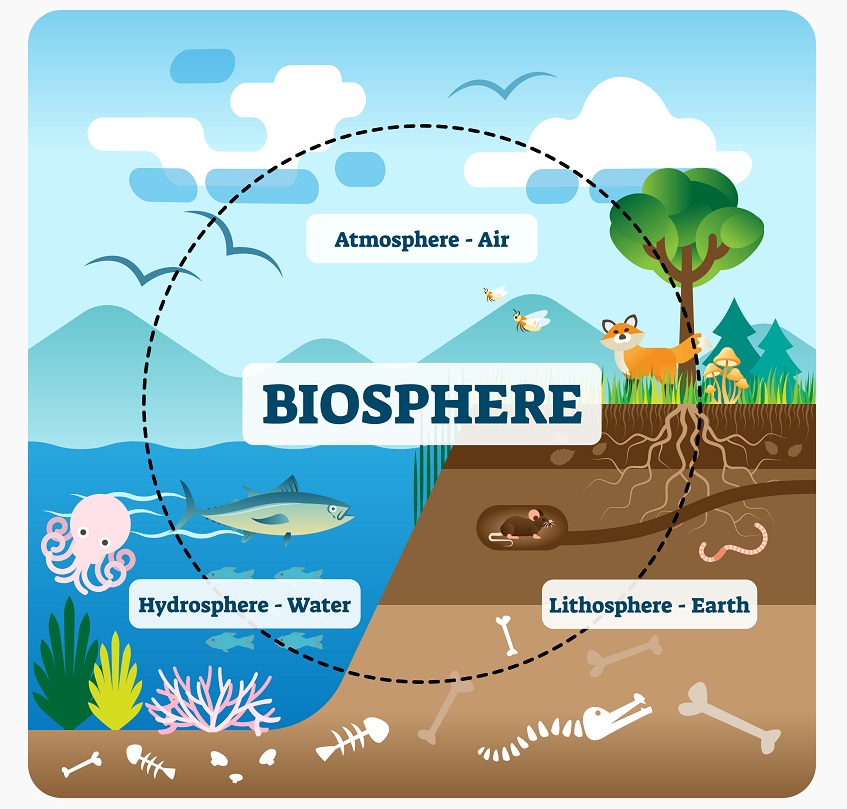  LS2 5 The Carbon Cycle Photosynthesis And Respiration Biology