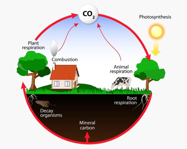 [LS2-3] Energy and Matter Cycles | Biology Dictionary