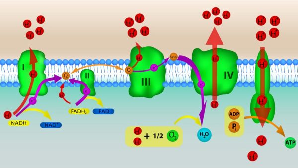 [LS1-7] Cellular Respiration and Energy | Biology Dictionary