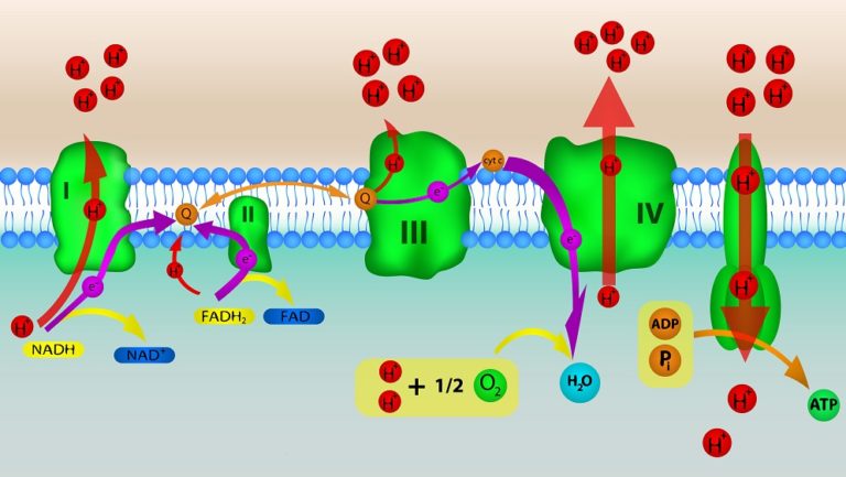[LS1-7] Cellular Respiration and Energy | Biology Dictionary