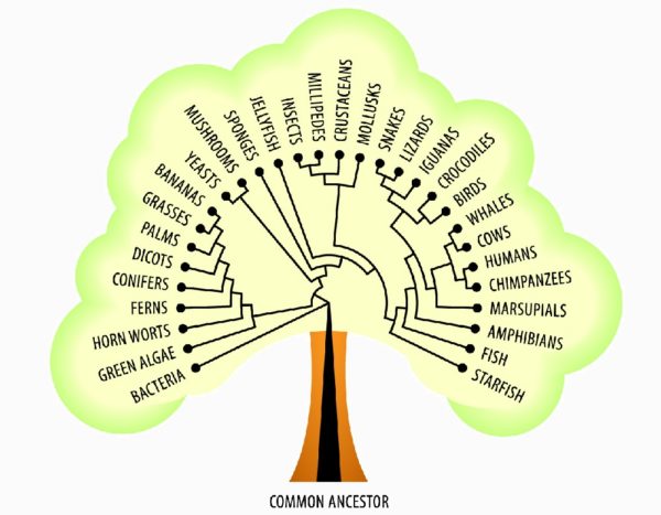 [LS4-5] Environmental Changes and Evolution | Biology Dictionary
