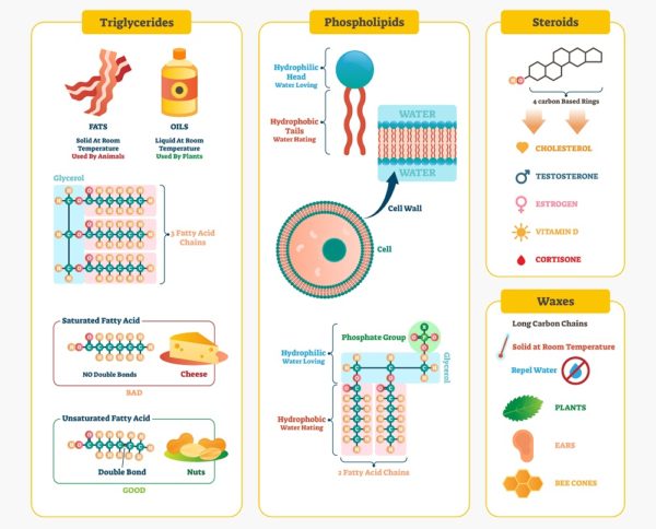 [LS1-6] Sugar to Carbon Molecules | Biology Dictionary
