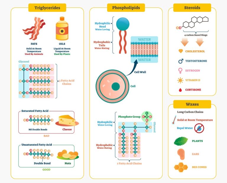 [LS1-6] Sugar to Carbon Molecules | Biology Dictionary