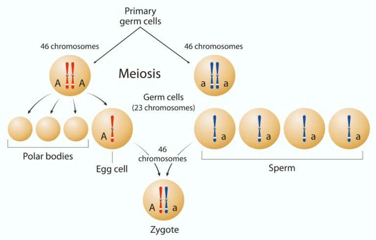 [LS3-1] DNA and Chromosomes in Inheritance | Biology Dictionary