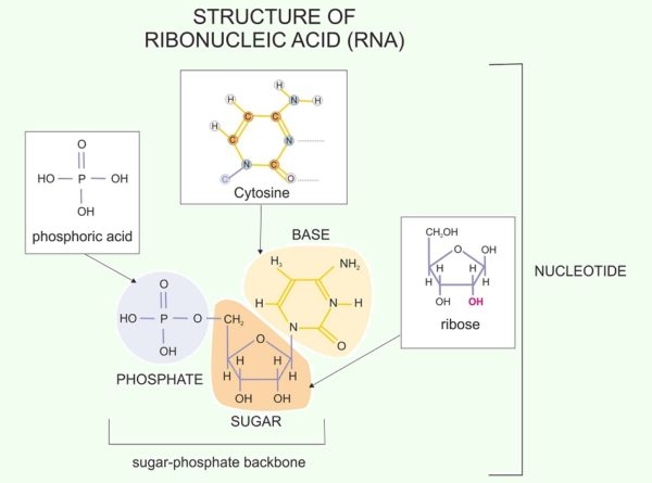 [LS1-6] Sugar to Carbon Molecules | Biology Dictionary