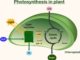 [LS1-5] Photosynthesis Modeling | Biology Dictionary