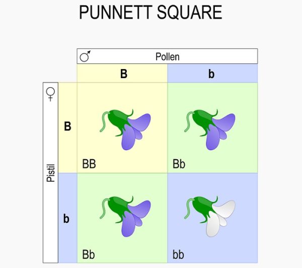 [LS3-1] DNA and Chromosomes in Inheritance | Biology Dictionary