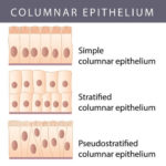 Epithelial Cells - The Definitive Guide - Biology Dictionary