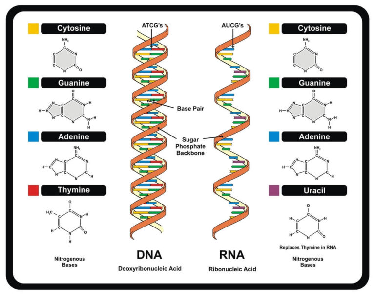 Stop Codon - The Definitive Guide | Biology Dictionary