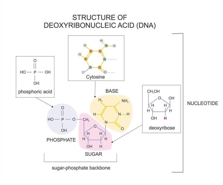 Double Helix - The Definitive Guide | Biology Dictionary