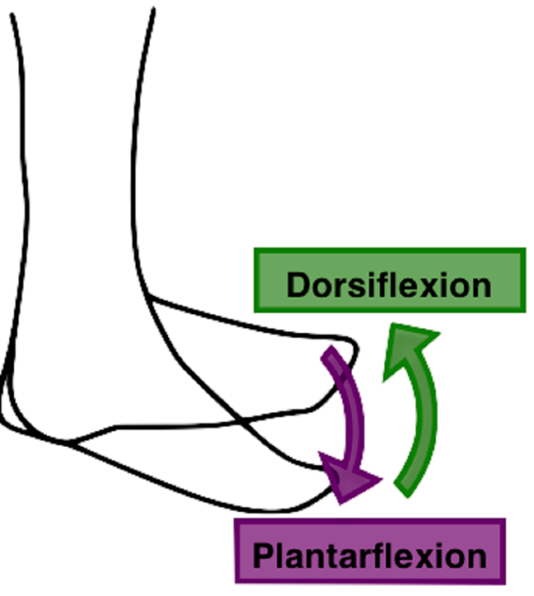 Plantar Flexion - The Definitive Guide | Biology Dictionary