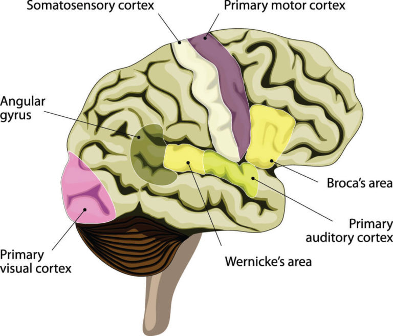 Broca's Area - The Definitive Guide | Biology Dictionary