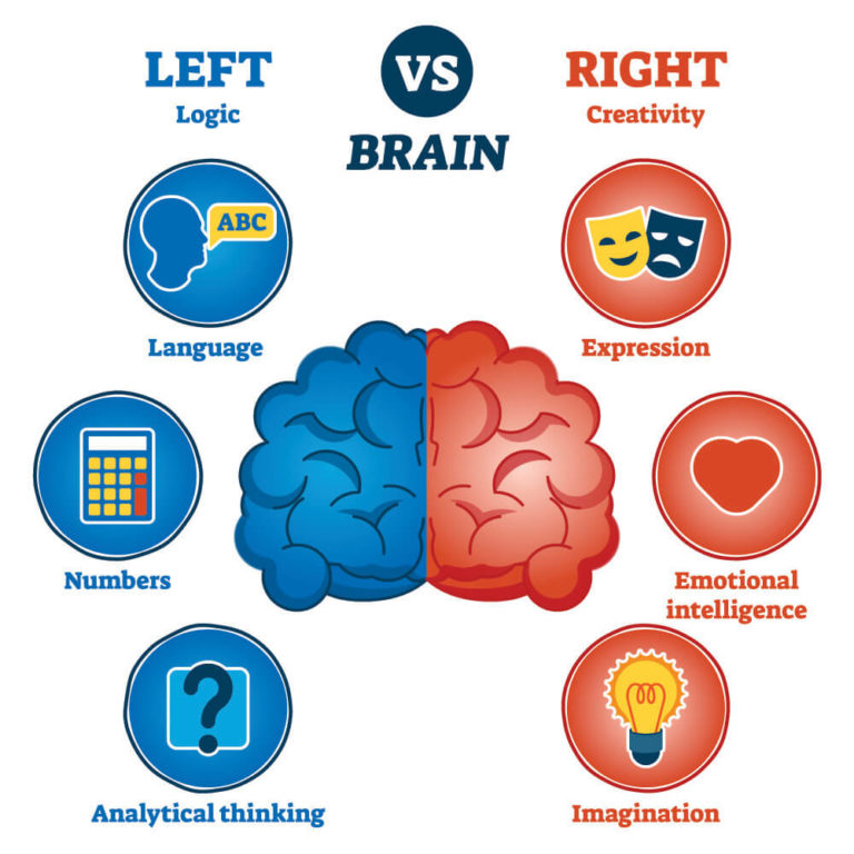 Temporal Lobe - The Definitive Guide | Biology Dictionary Temporal Lobe - The Definitive Guide | Biology Dictionary