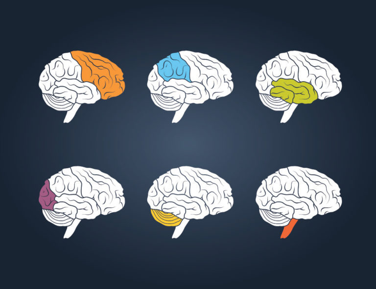 Temporal Lobe - The Definitive Guide | Biology Dictionary Temporal Lobe - The Definitive Guide | Biology Dictionary