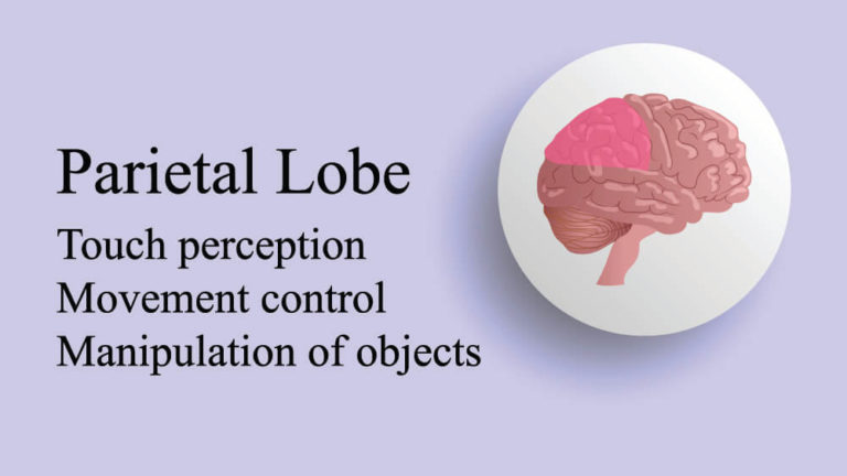 Parietal Lobe - The Definitive Guide
