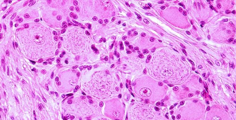 Glial Cells - The Definitive Guide | Biology Dictionary