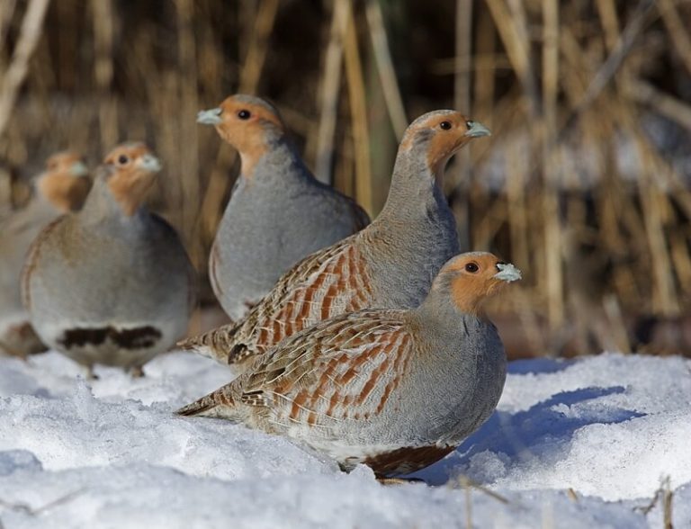 Partridge - Facts and Beyond | Biology Dictionary