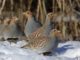 Partridge - Facts and Beyond | Biology Dictionary