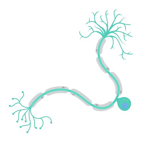 Sensory Neuron The Definitive Guide Biology Dictionary