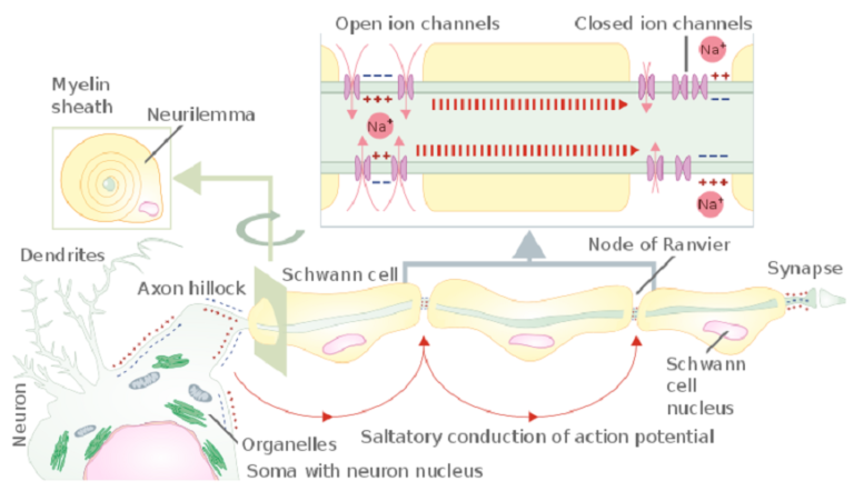 Neuron - The Definitive Guide | Biology Dictionary